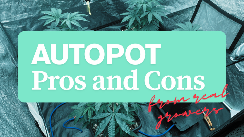 What We’ve Learned: AutoPots Pros, Cons and System Tips from Real Grows